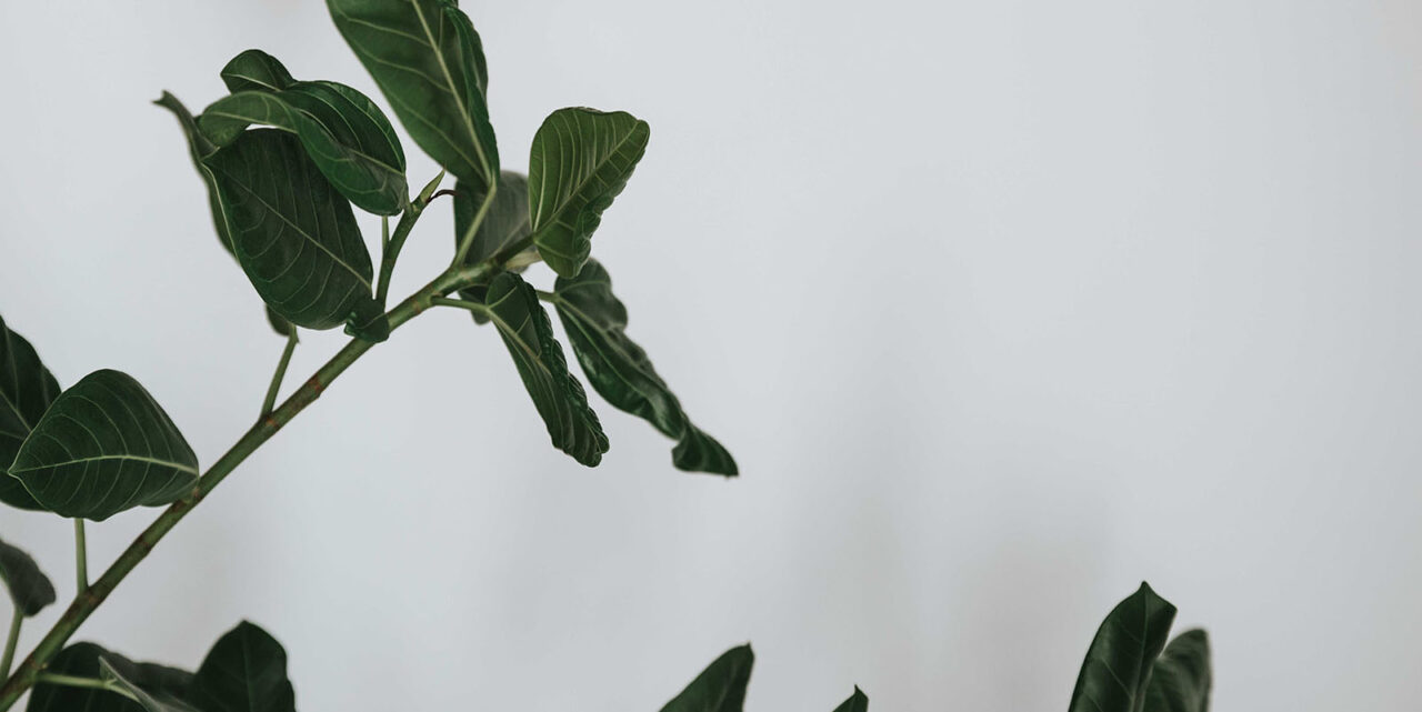 s kin co - Holistic Skin Therapy & Kinesiology